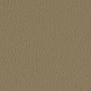 Safari